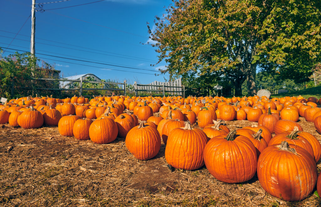 5 Activities To Enjoy Fall In Maryland A one A1 Moving Company 
